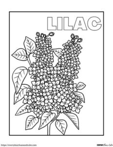 12 Free Realistic Flower Coloring Pages For All Ages