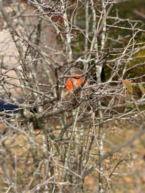 How To Host A Halloween Egg Hunt